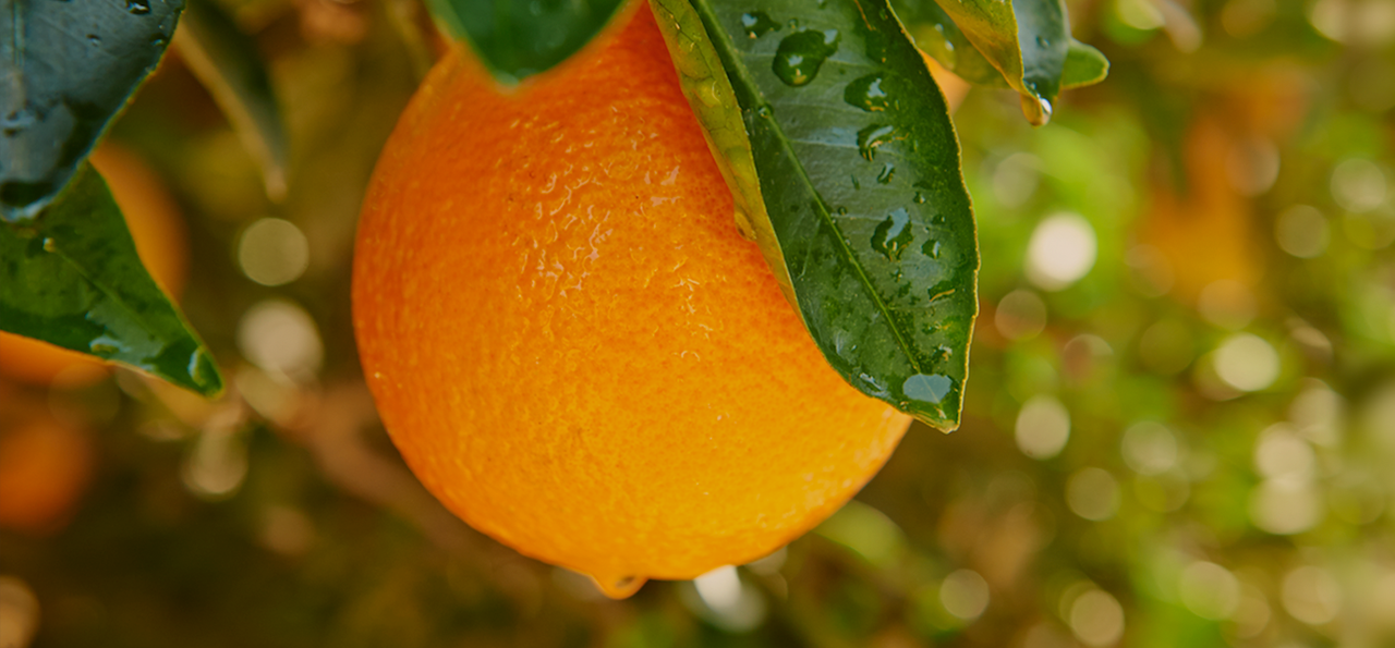Banner-1_Home | Sunkist kr